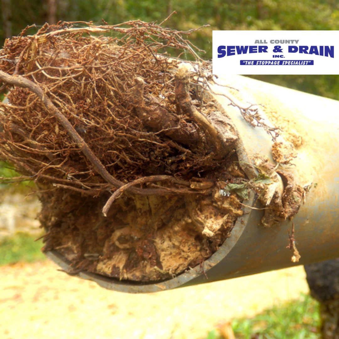 Top Causes of Drain Damage and How to Prevent Them